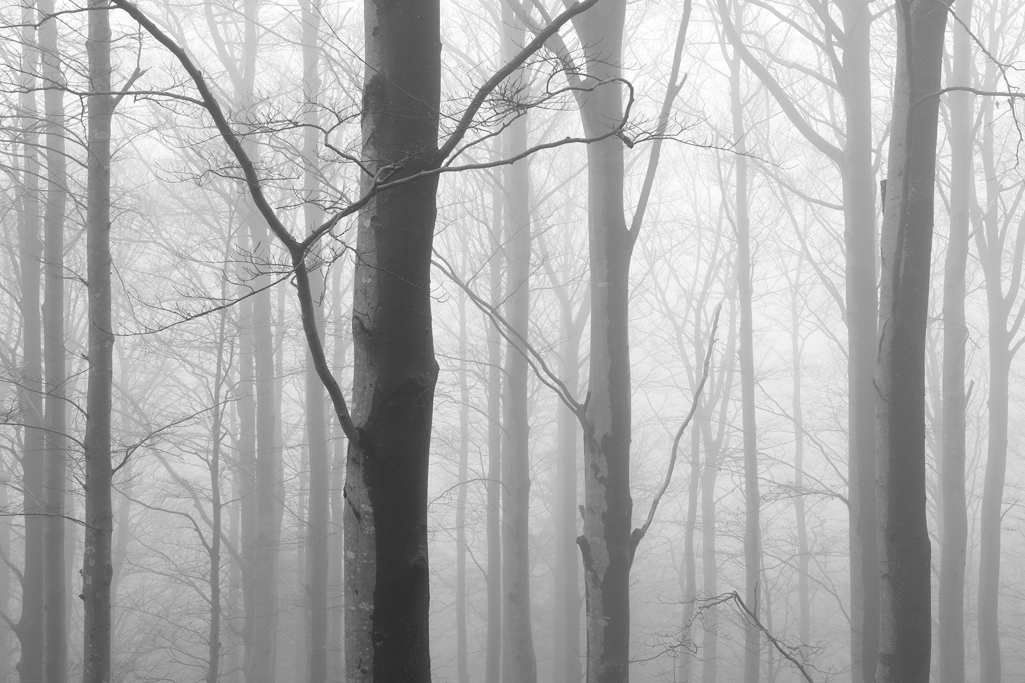 17 Stories Natalia Misty Fall Forest 8' L x 144" W 8-Panel Wall Mural ...