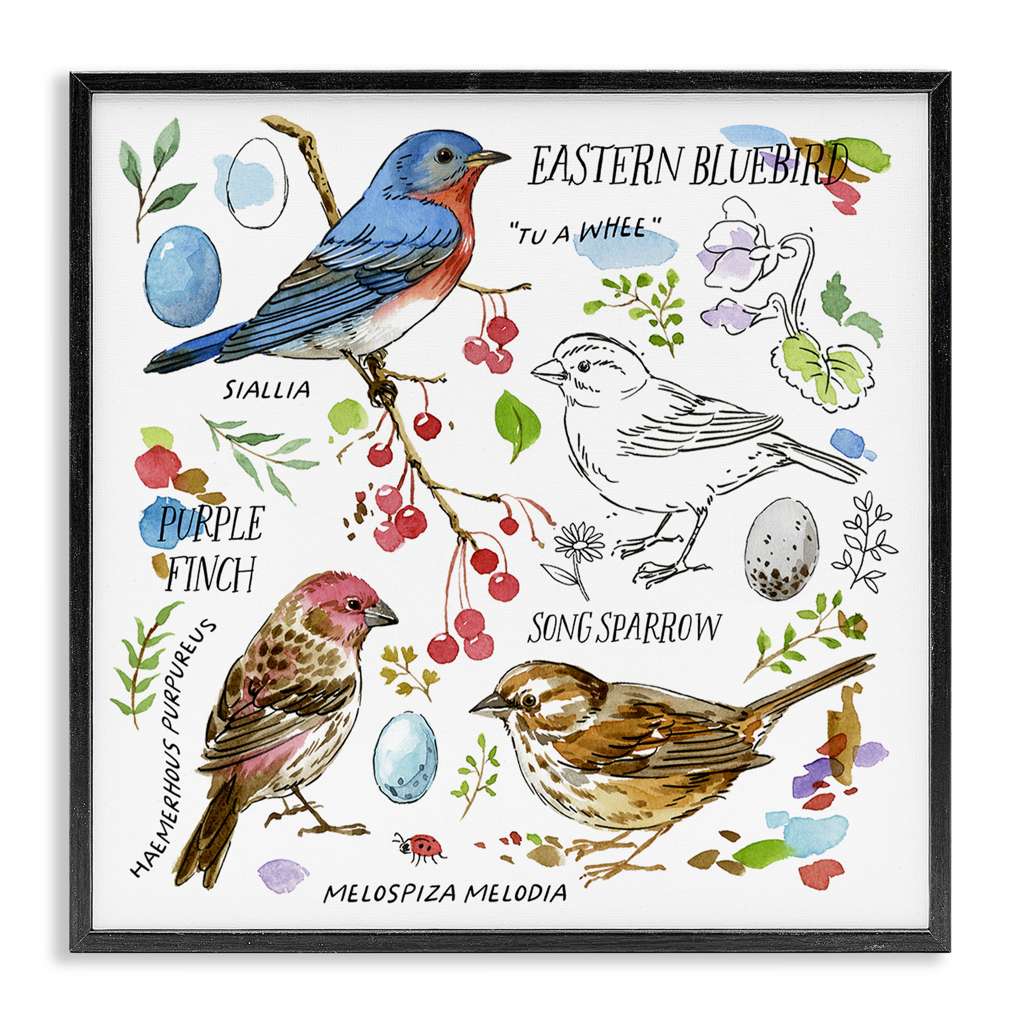 Stupell Industries Woodland Birds Diagram Framed Giclee Art by Jane ...
