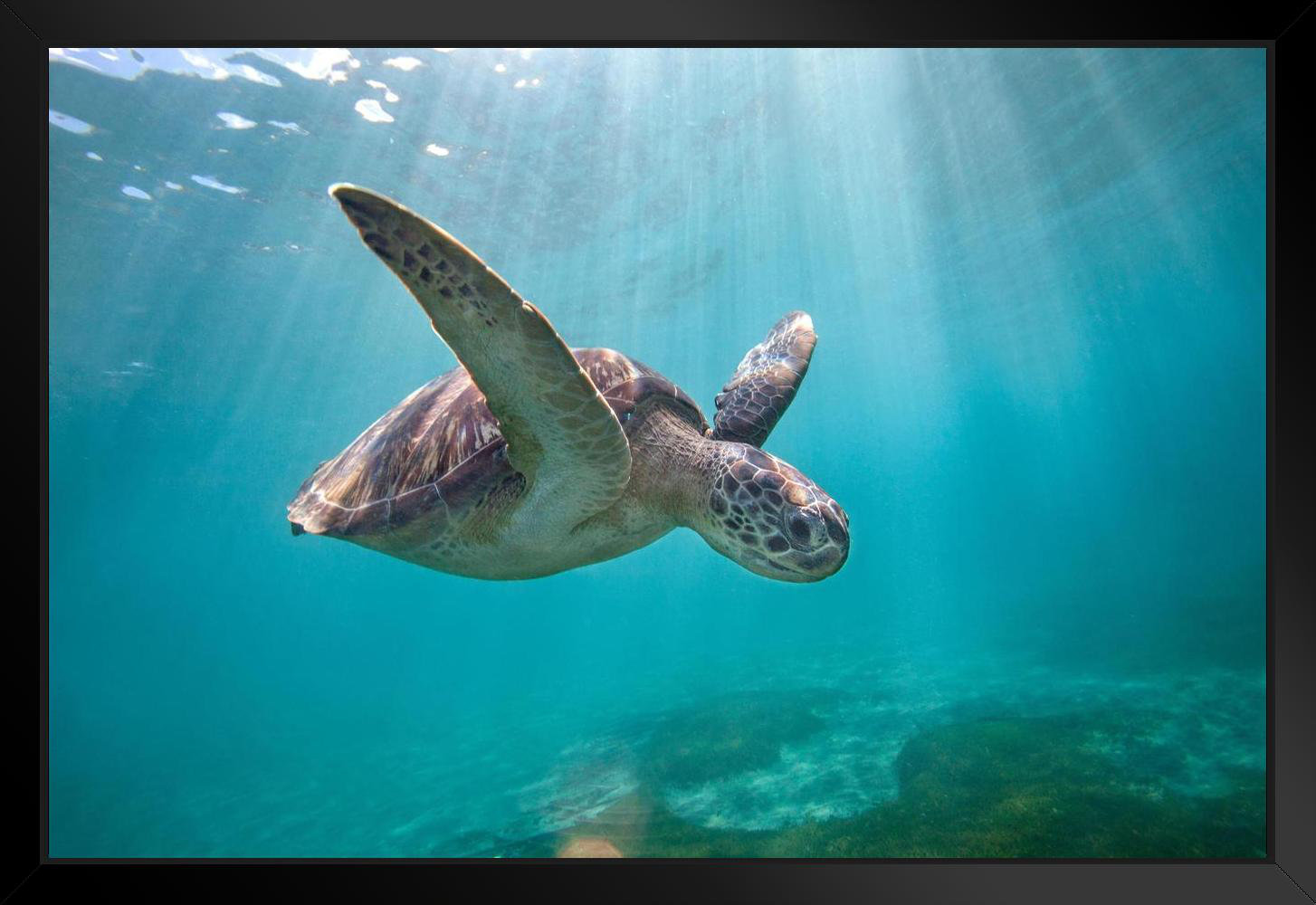 Bayou Breeze Green Sea Turtle Swimming Through Sun Rays Photo Sea ...