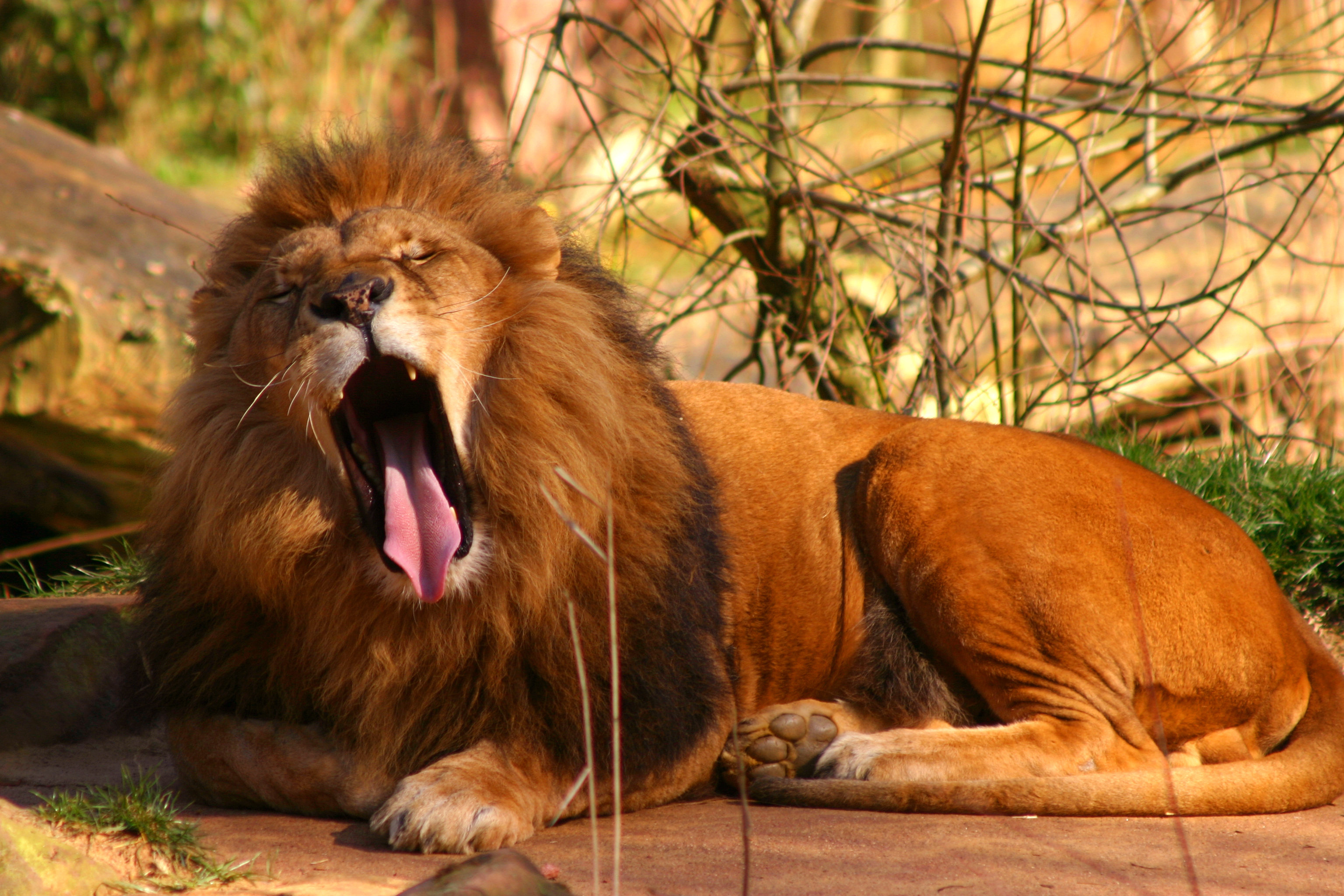 17 Stories Yawning Lion by CamiloTorres - Wrapped Canvas Photograph ...