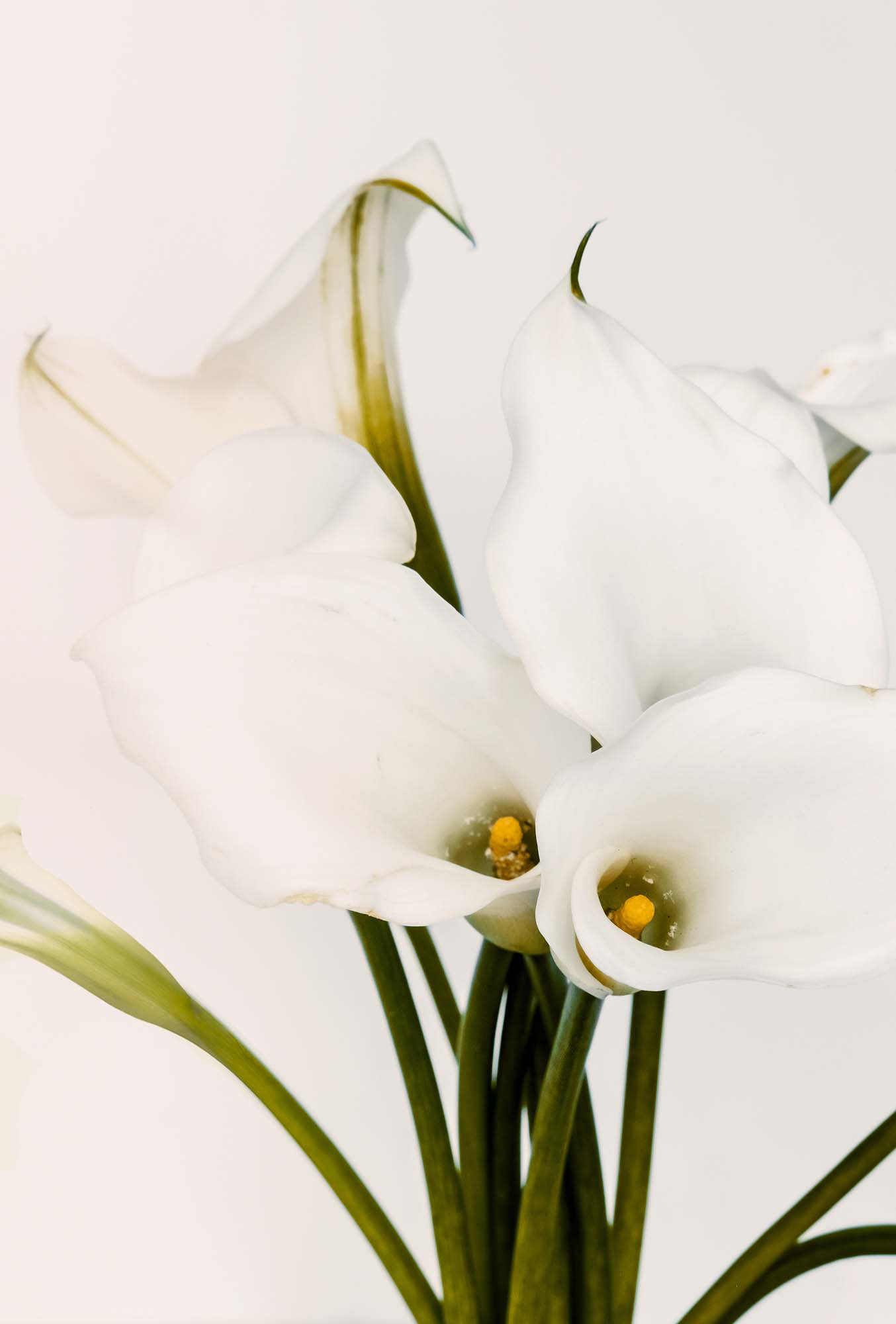 Yoffi Calla Lily 2 (White) by Leigh Viner - Wrapped Canvas Print ...