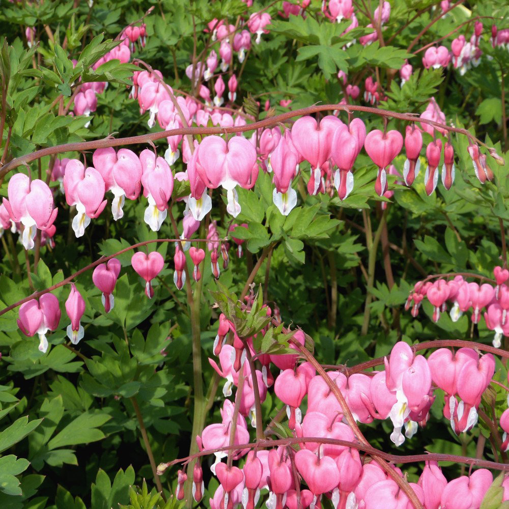 Touch of ECO Pink or White Bleeding Hearts Flower - 4 Bare Roots ...
