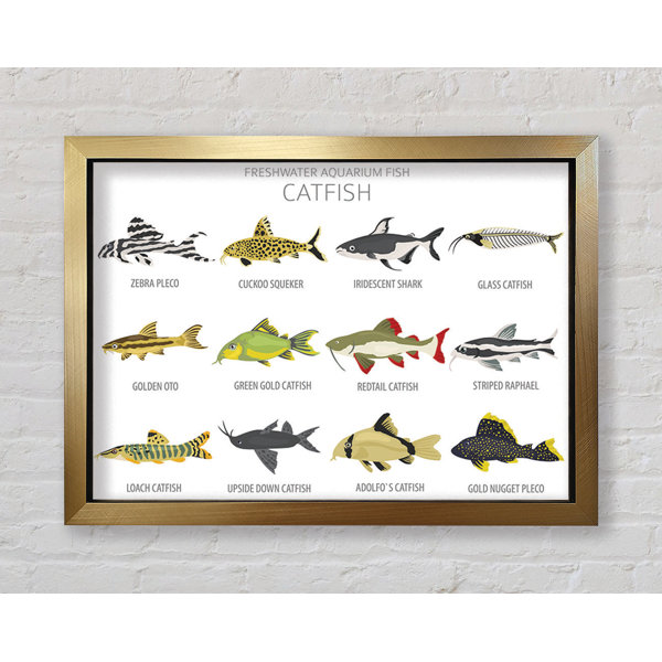 Bright Star Catfish Chart - Single Picture Frame Print | Wayfair.co.uk