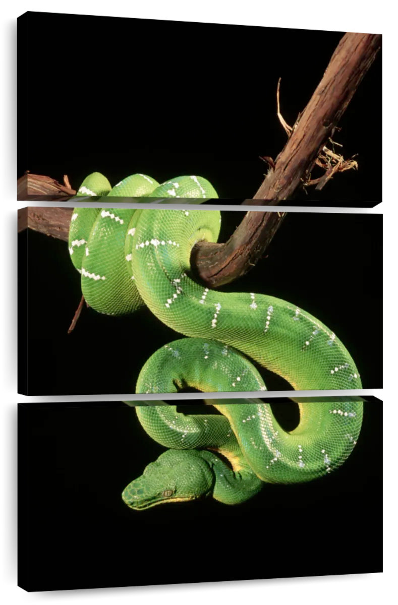 Ebern Designs Hanging Emerald Tree Snake | Wayfair