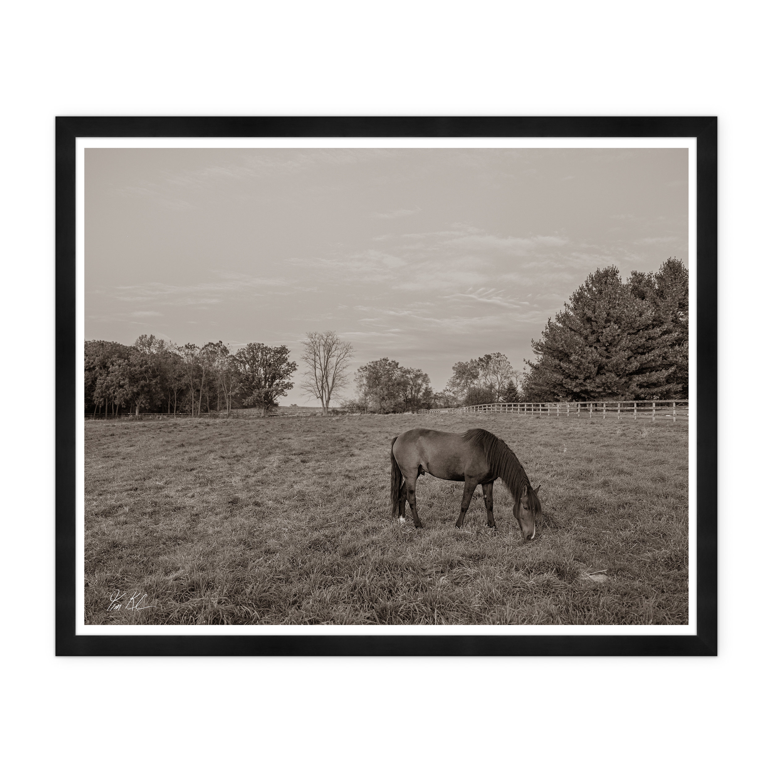 Tim Klein Photography Grazing I by Tim Klein - Picture Frame Photograph ...