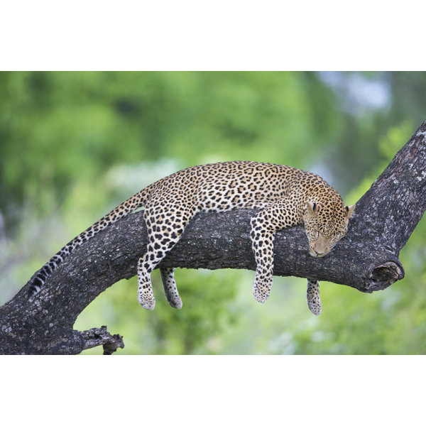 Latitude Run Leopard Sleep by Jez_bennett - Wrapped Canvas Photograph ...