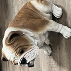 Hi-Line Gift Ltd. Dog Bulldog Statue & Reviews | Wayfair