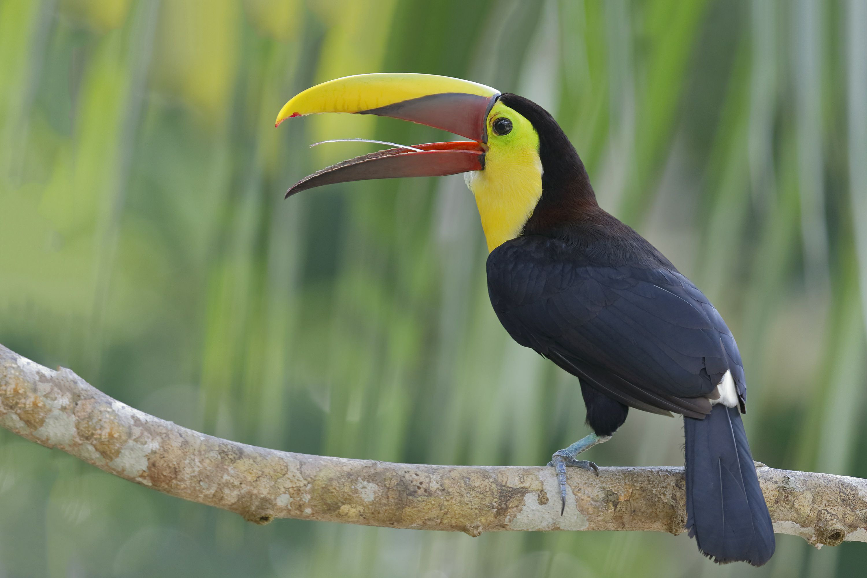 Bay Isle Home™ Milmont Chestnut-Mandibled Toucan by Brianlasenby ...