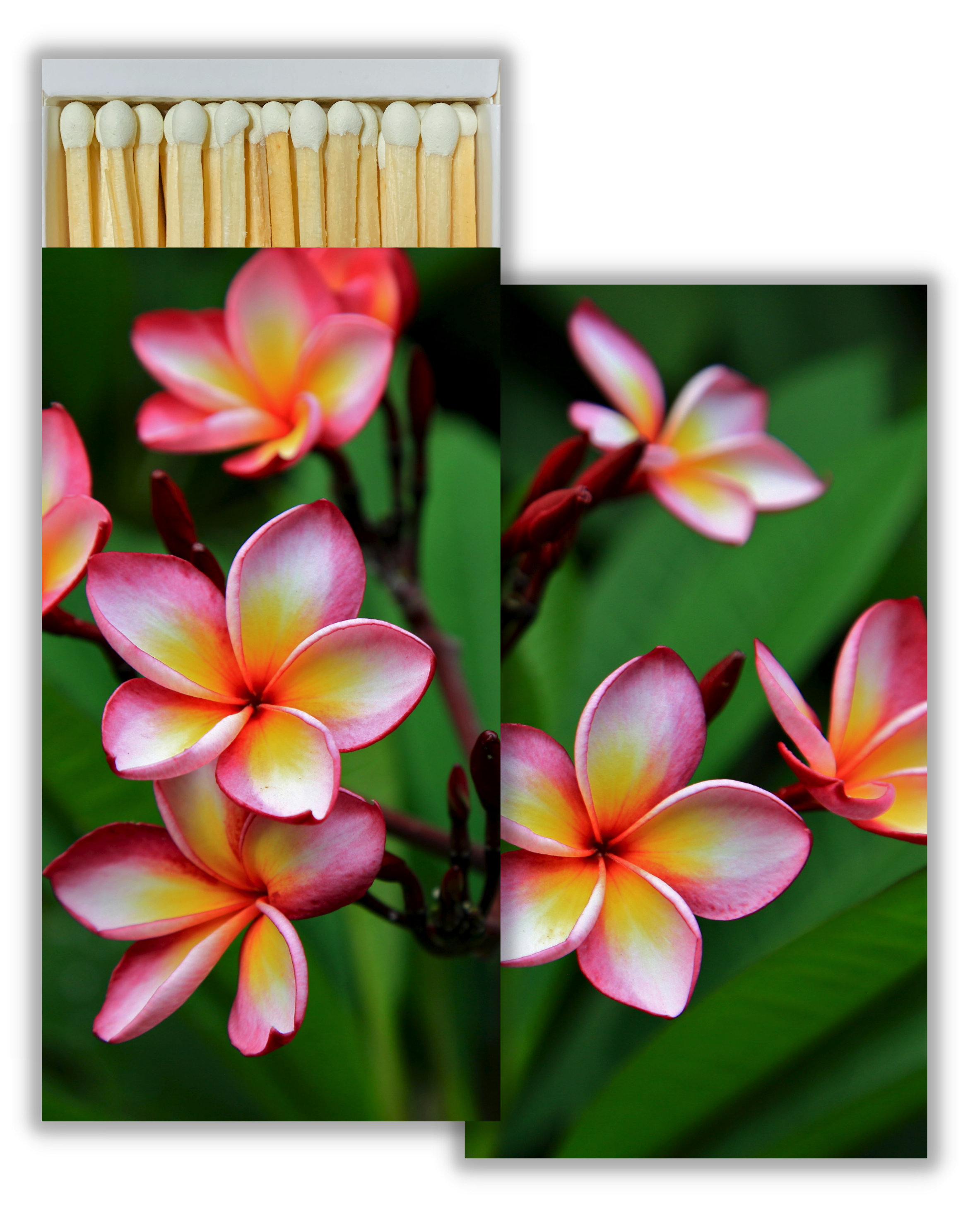 East Urban Home Boho Garden X Gallery Canvas Fire Starter | Wayfair