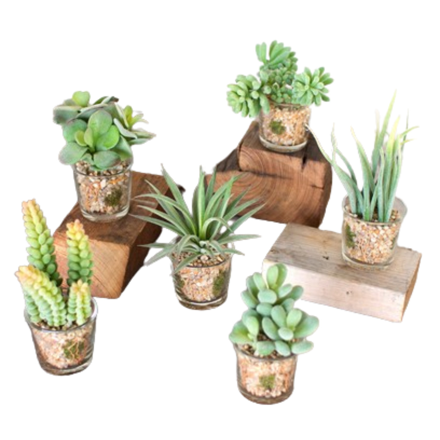 Ivy Bronx Succulent Desktop Plant in Pot & Reviews | Wayfair