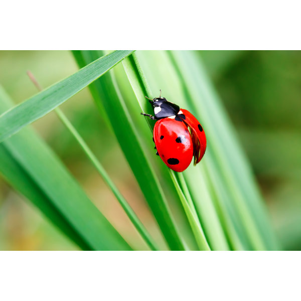 Ebern Designs Soluri Ladybug - Wrapped Canvas Photograph | Wayfair.co.uk