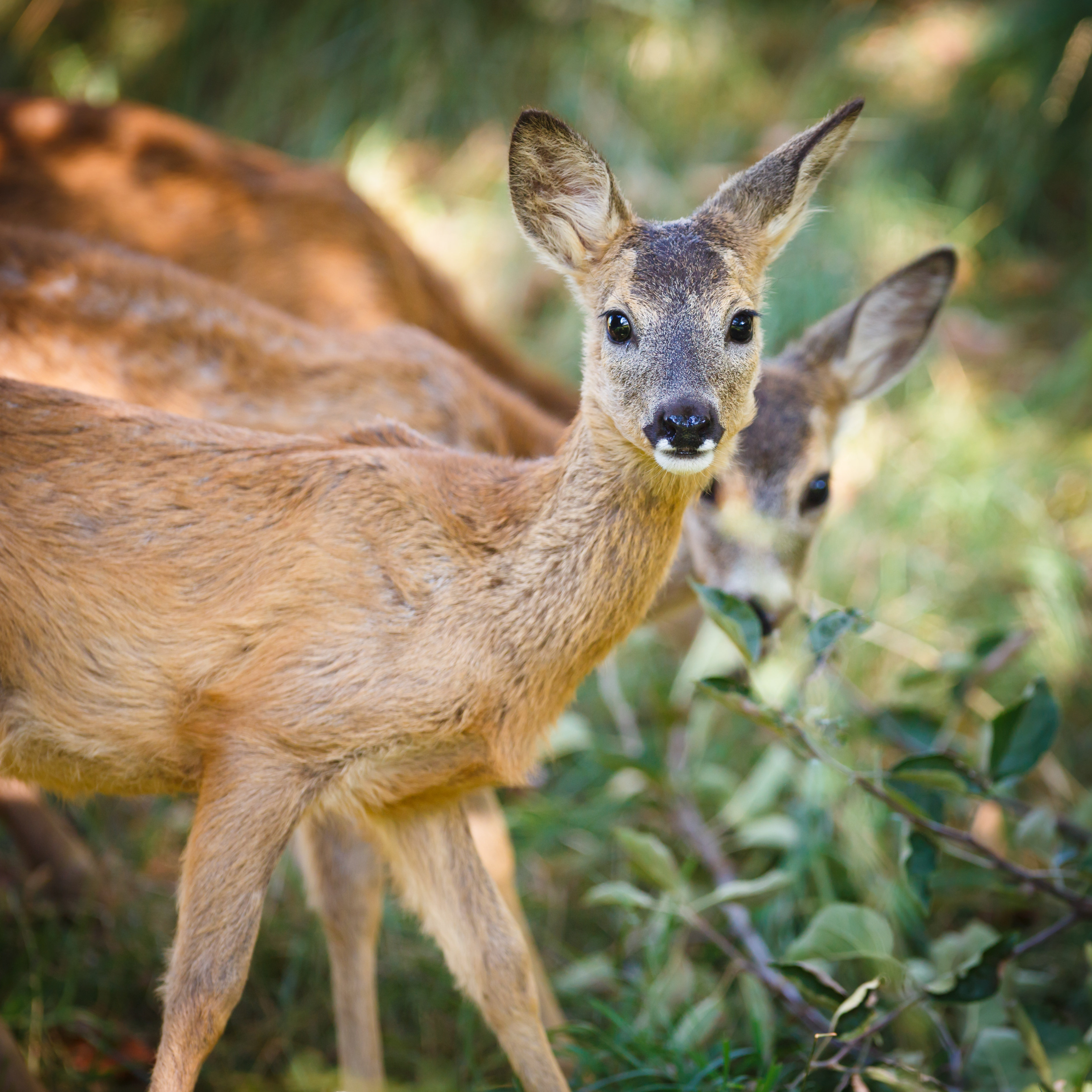 Latitude Run Young Roebuck | Wayfair.ie