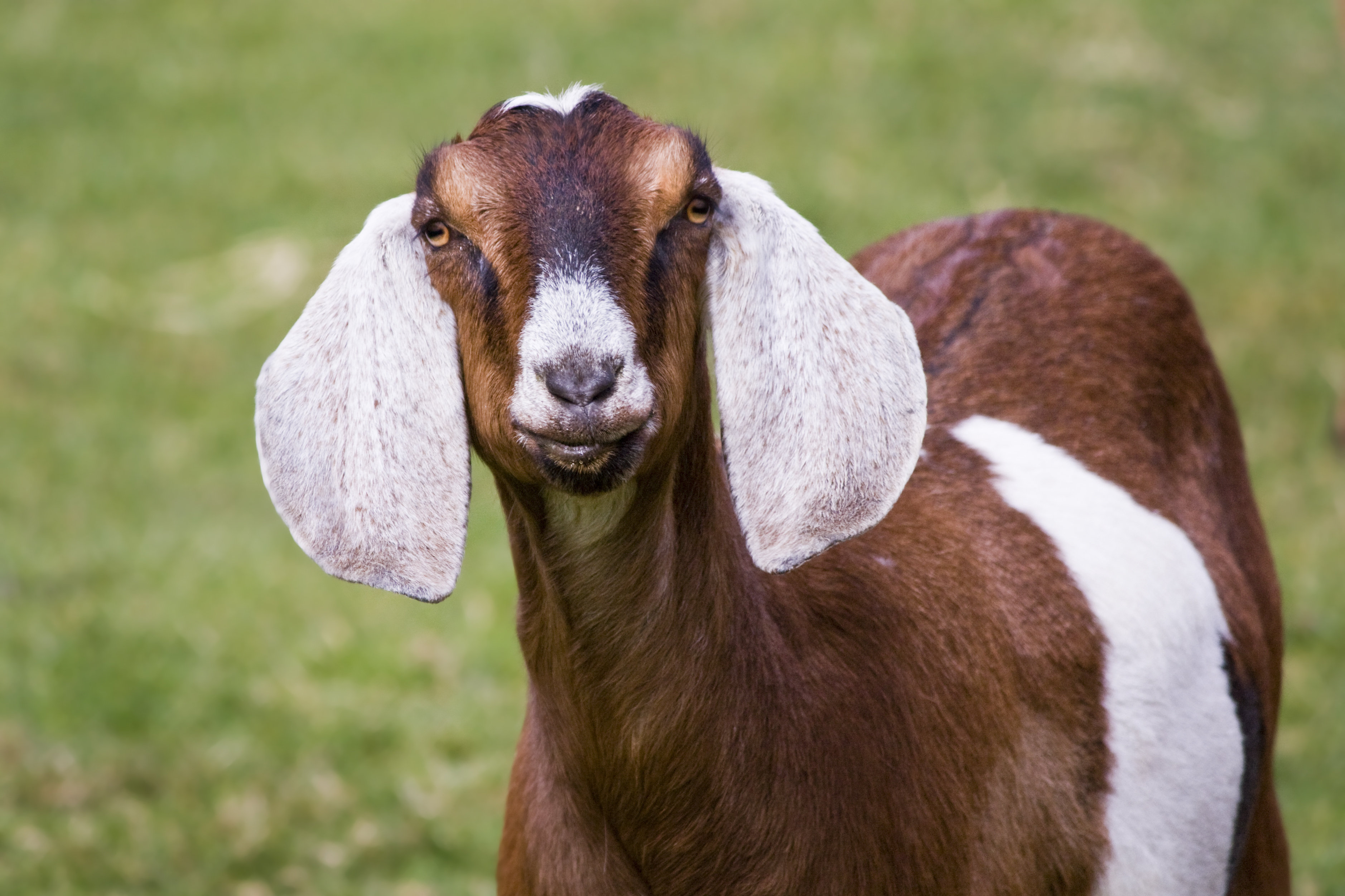 Gracie Oaks Nubian Farm Goat by Sonyalang - Wrapped Canvas Photograph ...