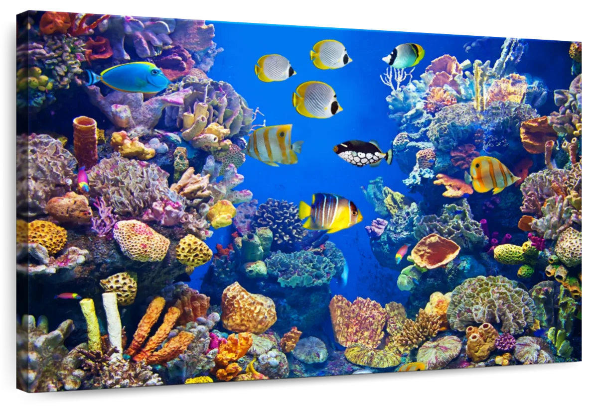 Breakwater Bay Aletra Teeming Underwater Life | Wayfair