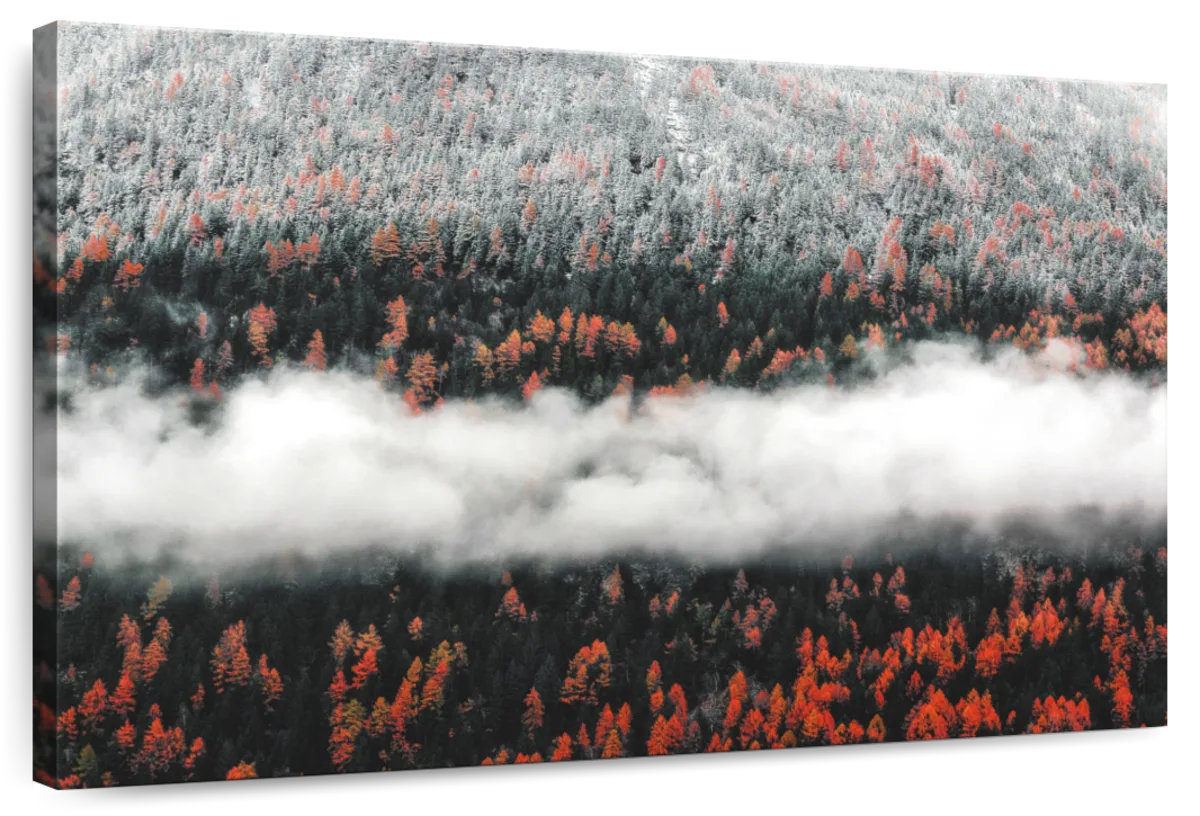 Millwood Pines Alvord Orange Pine Trees | Wayfair