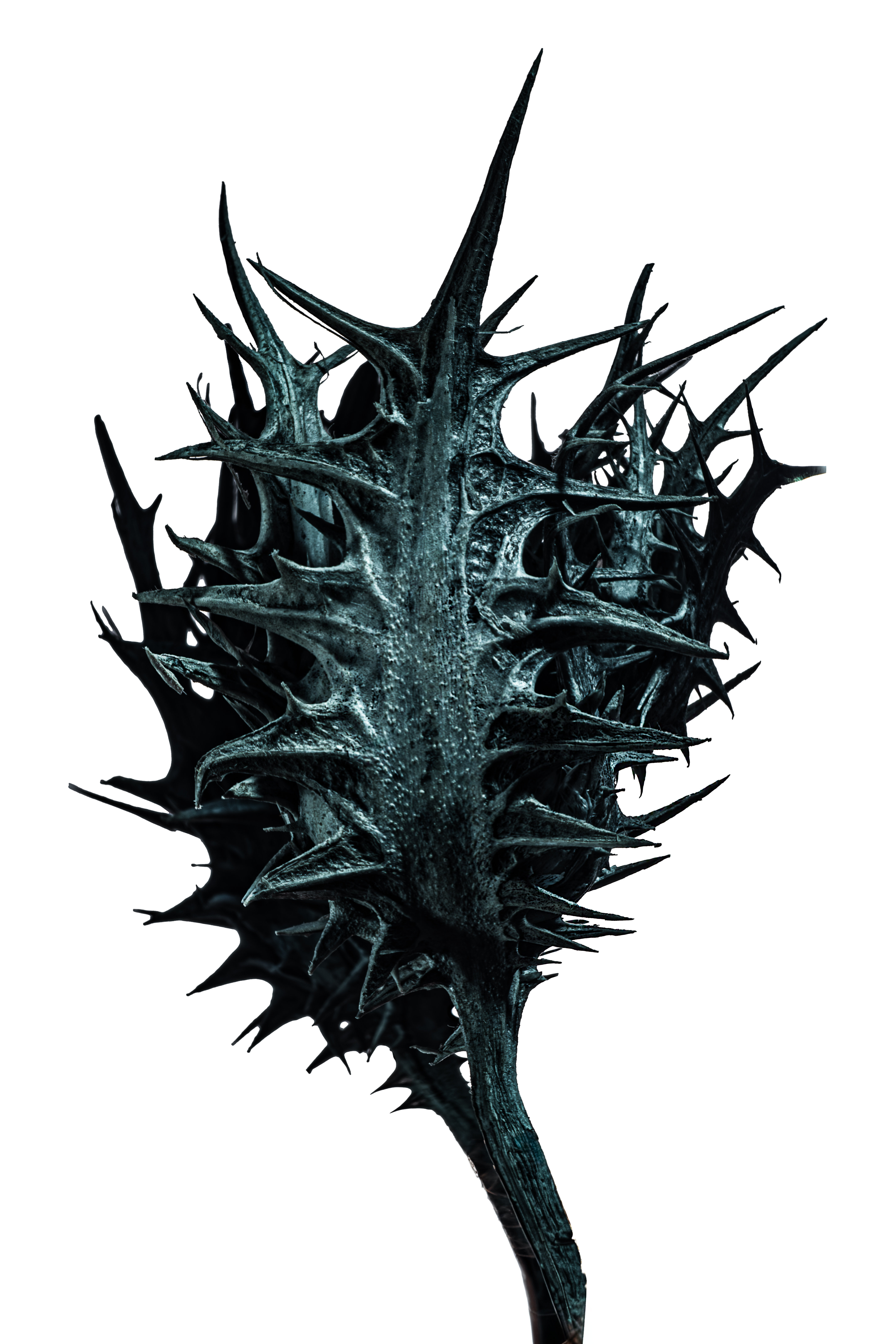 Art at Home "Thorn" by Sivan Roshianu - Botanical Photography | Limited ...