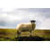 Brambly Cottage Sheep by Duncan1890 - Print | Wayfair.co.uk