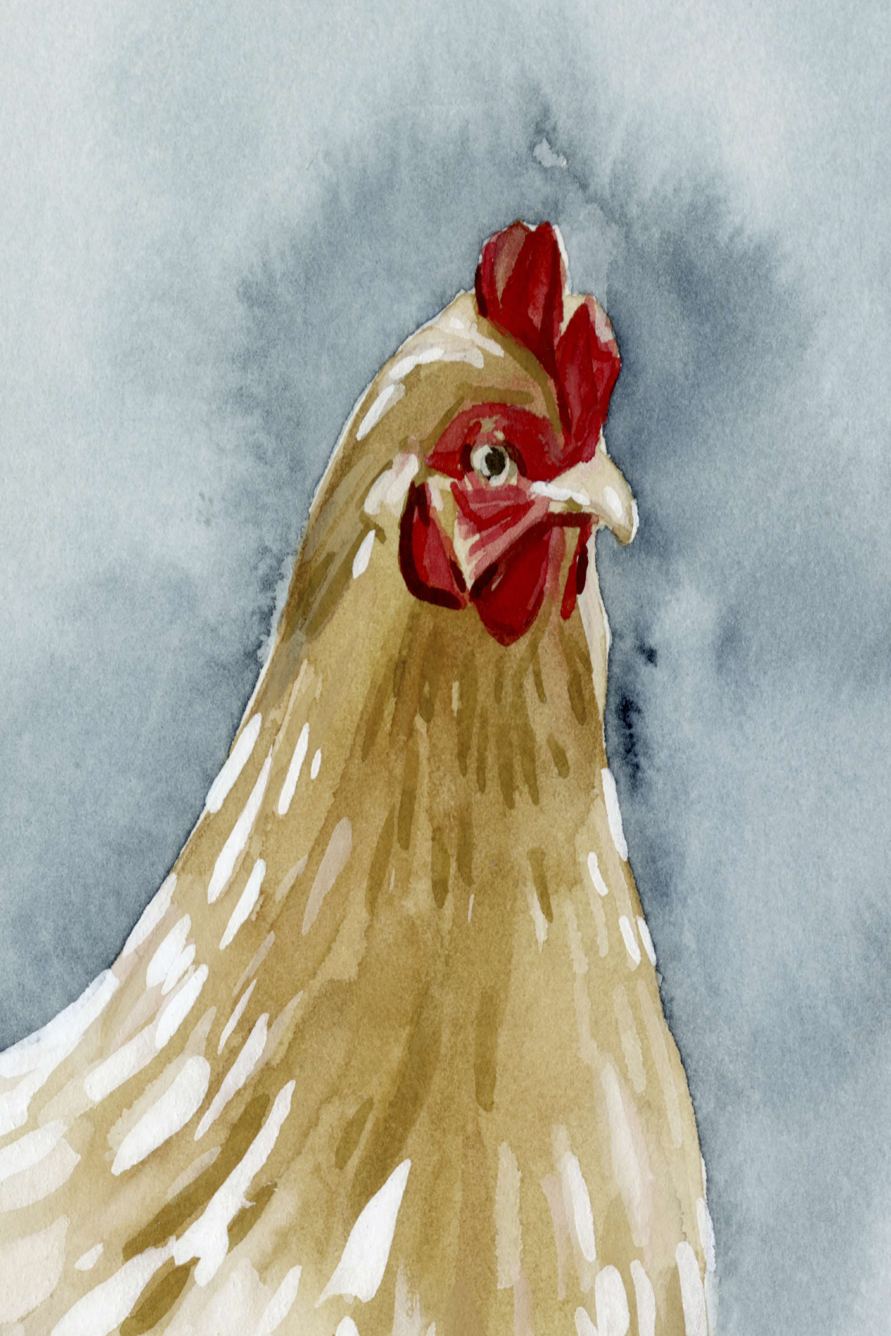 August Grove® Chicken Portrait II by Emma Caroline - Wrapped Canvas ...