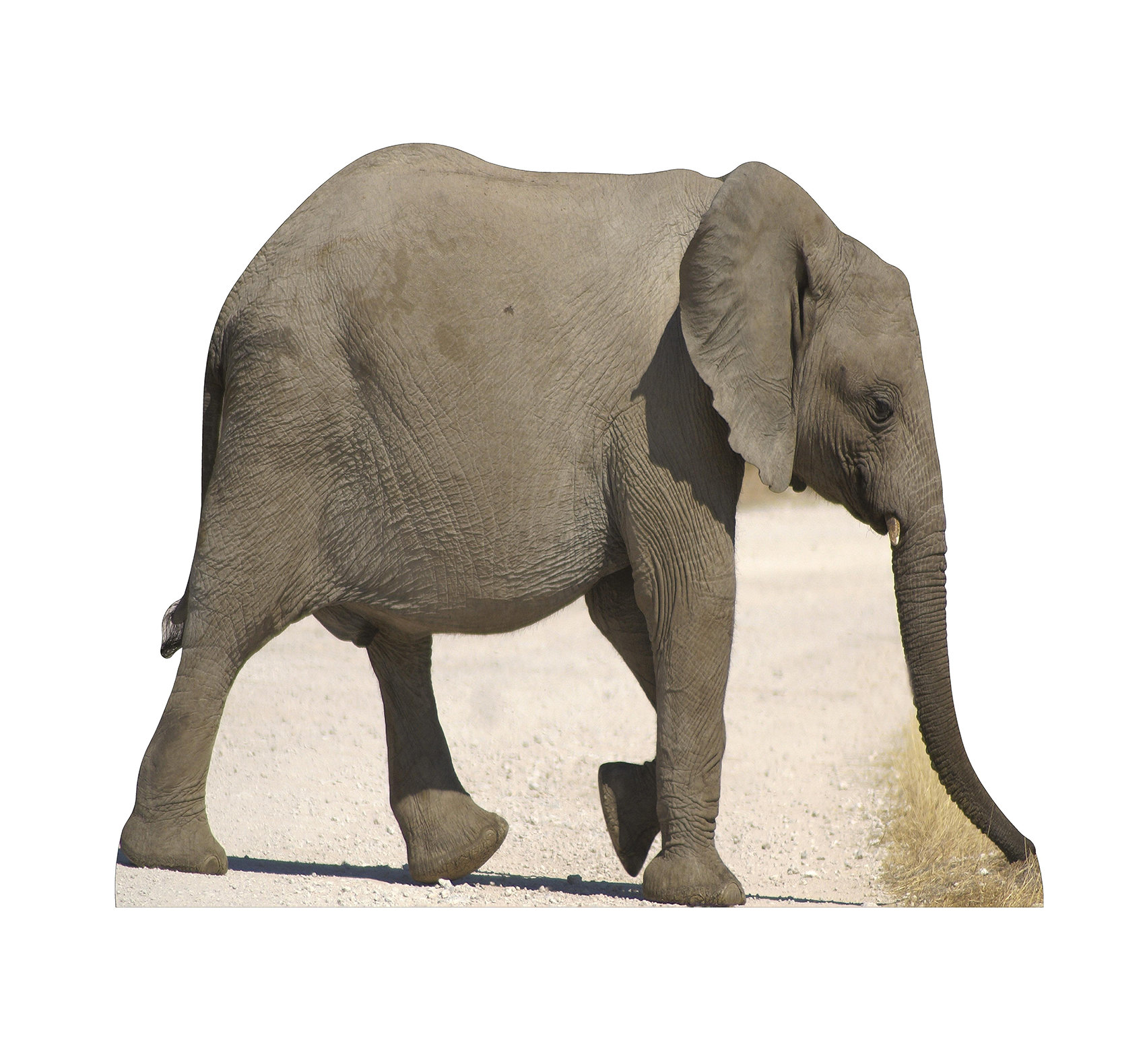 Star Cutouts Baby Elephant Cardboard Standup | Wayfair
