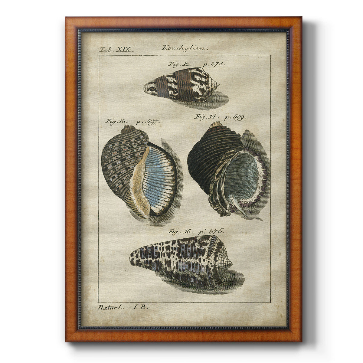 Rosecliff Heights Vintage Shell Study III Premium Framed Canvas- Ready ...