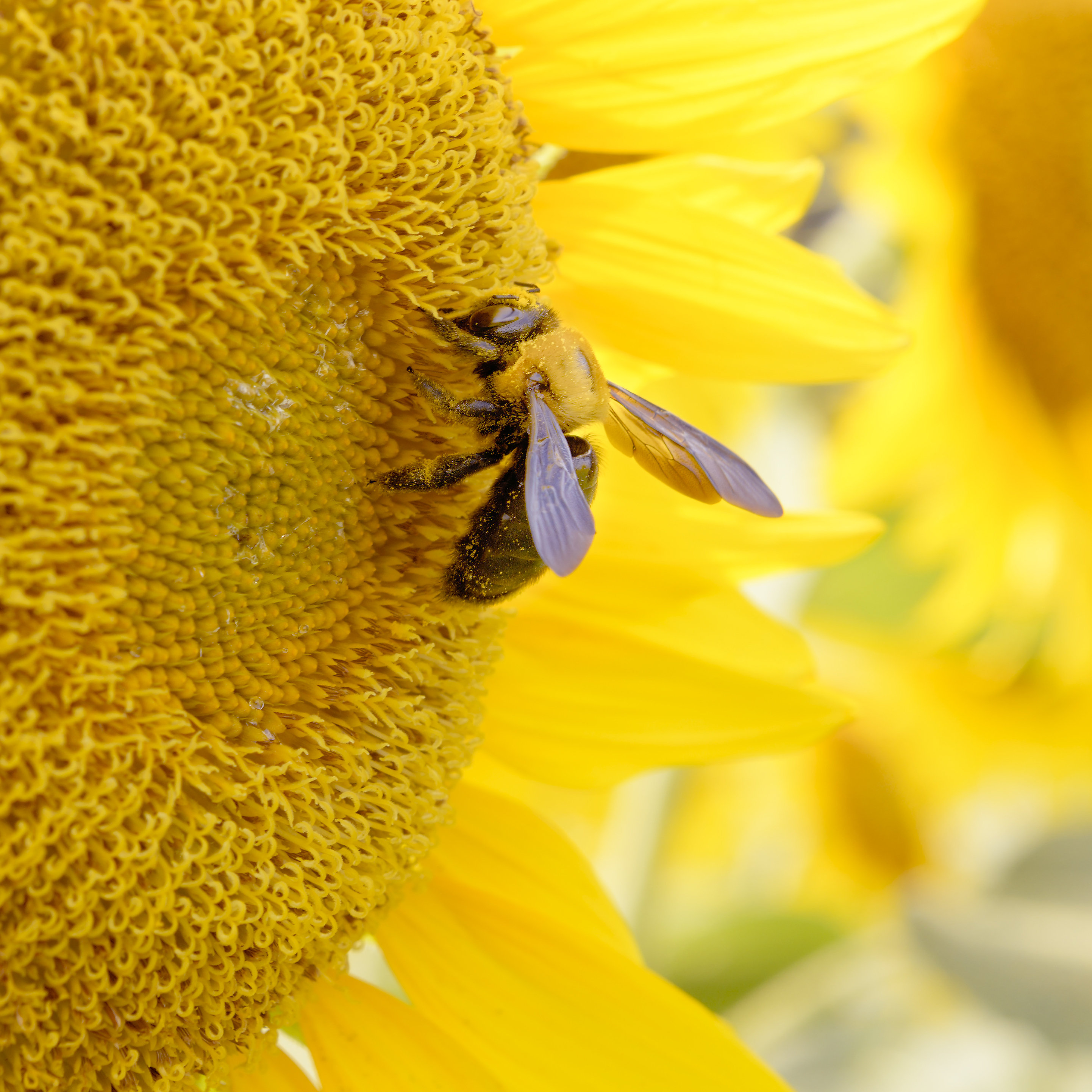 Gracie Oaks Justa Bee On Canvas by Kojihirano Photograph | Wayfair
