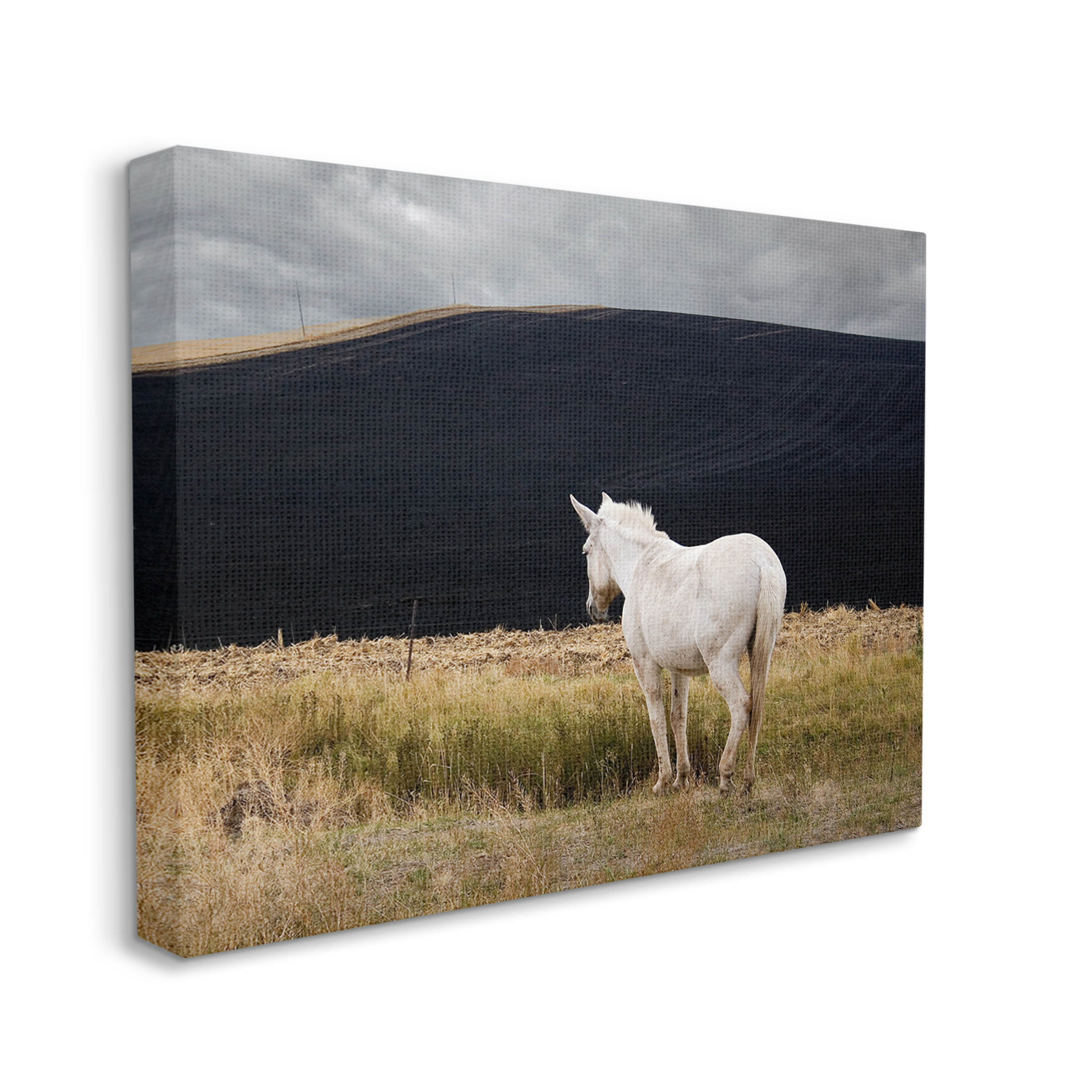 Latitude Run® Lone White Horse Vast Country Pasture by David Lorenz ...