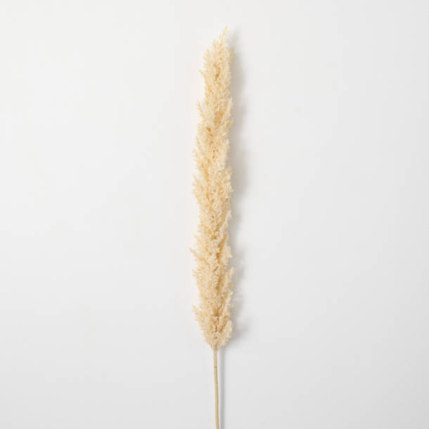 AllModern Mcneely Natural Feathery Reed Arrangement & Reviews - Wayfair ...