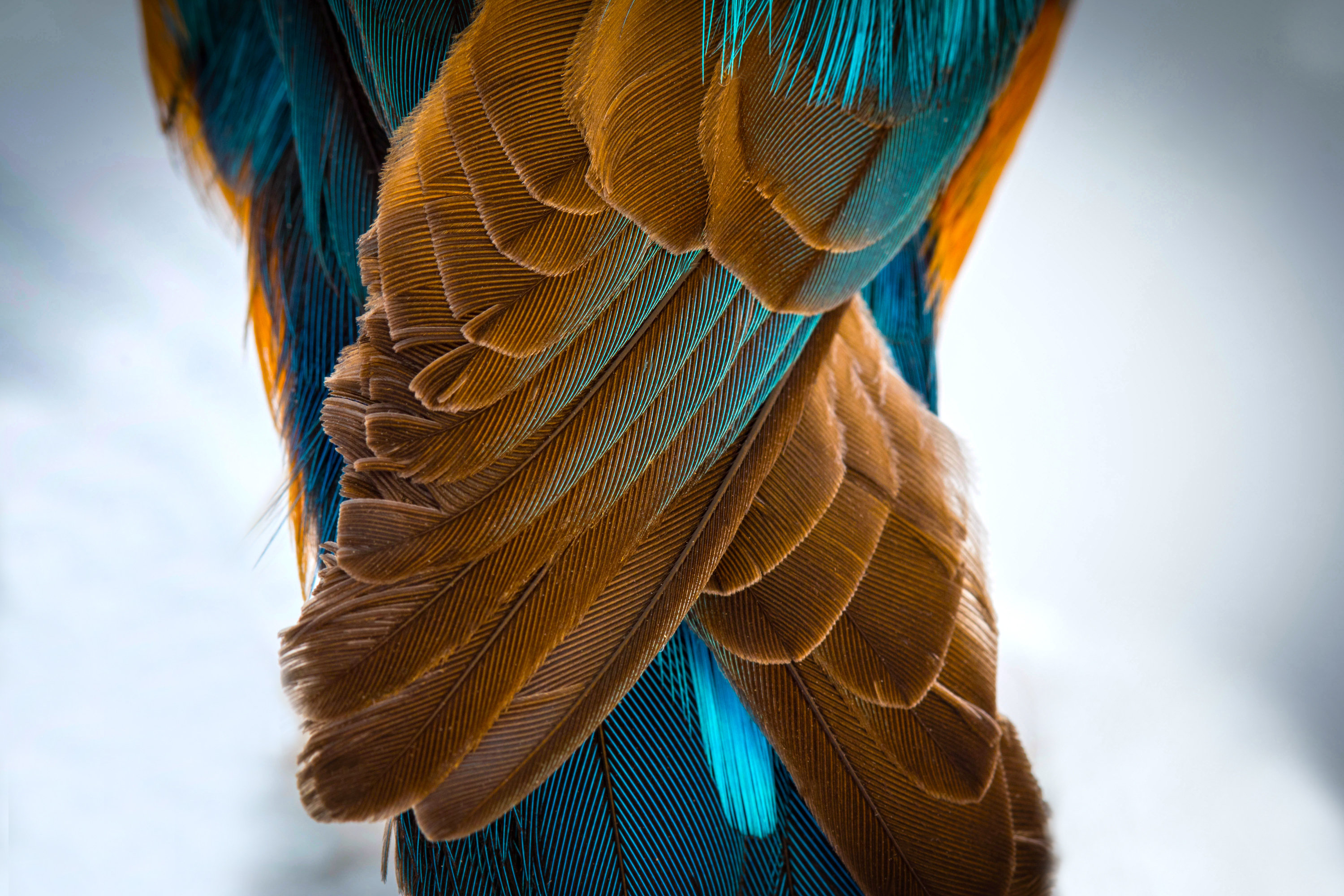 Ebern Designs Kingfisher Wing - Wrapped Canvas Photograph | Wayfair