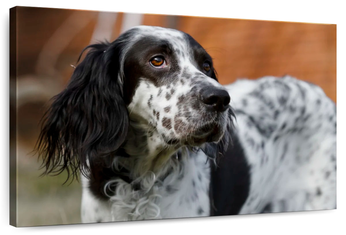 Ebern Designs Crowle Spotted English Setter | Wayfair