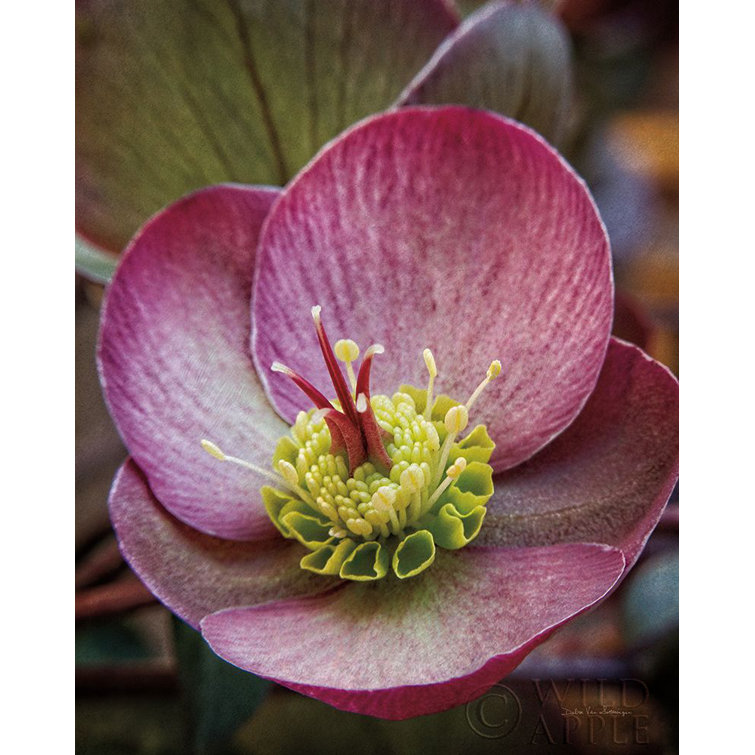 Winston Porter Lenton Rose IV Poster Print By Debra Van Swearingen (24 ...