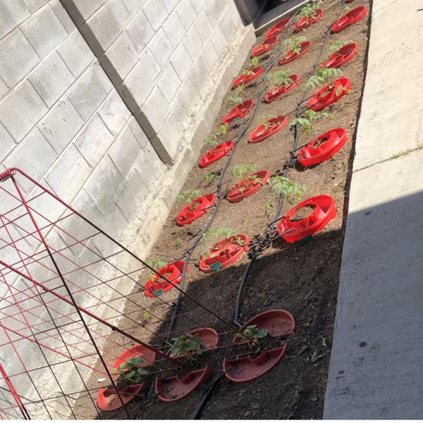 Arlmont & Co. Tomato Crater Gardening Tool - 12” Red Plastic for ...