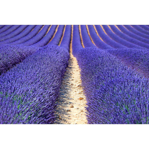 17 Stories Lashawda Lavender Flower Fields by StevanZZ - Wrapped Canvas ...