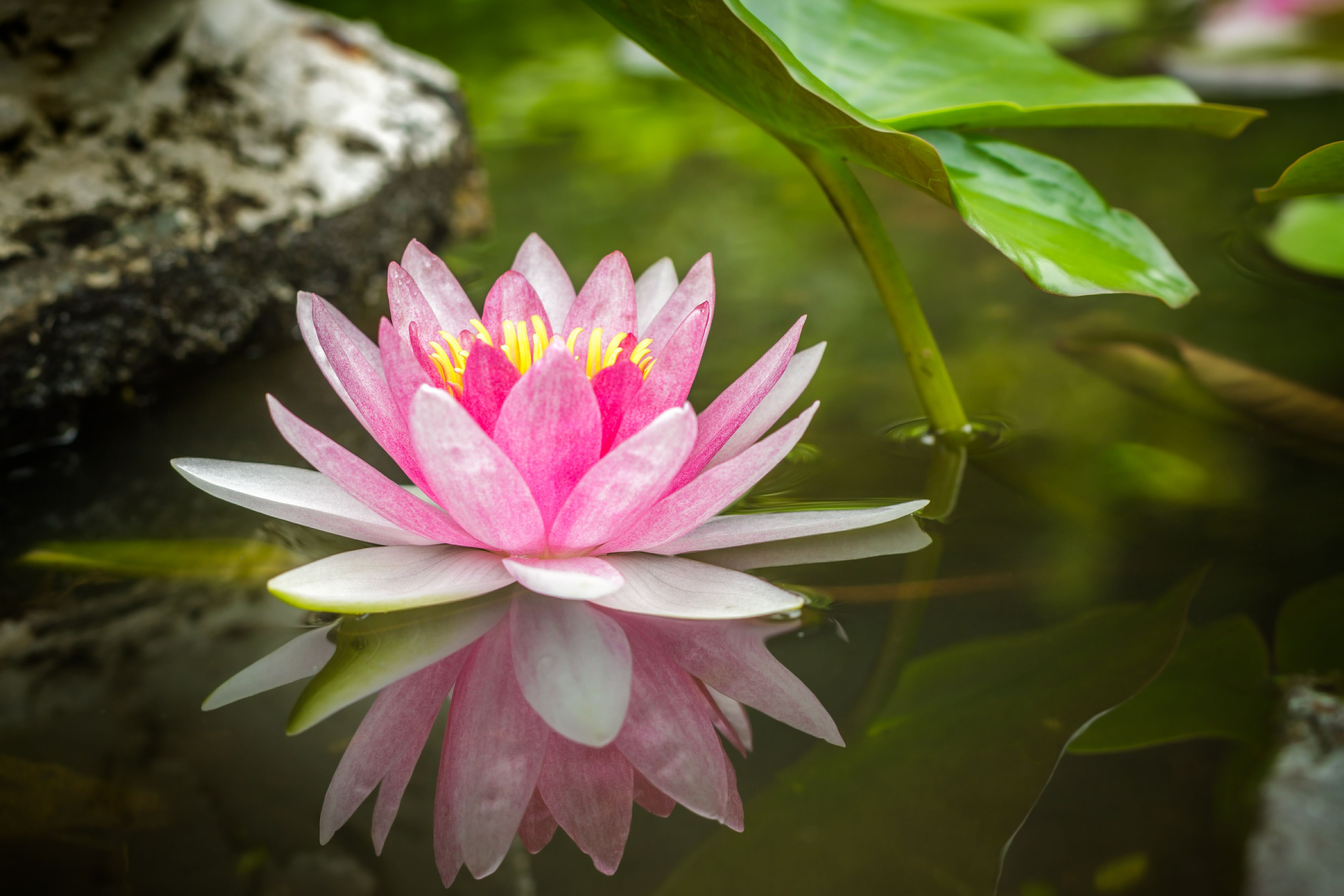 Ebern Designs Viswa Pink Lotus On Pond - Wrapped Canvas Photograph ...