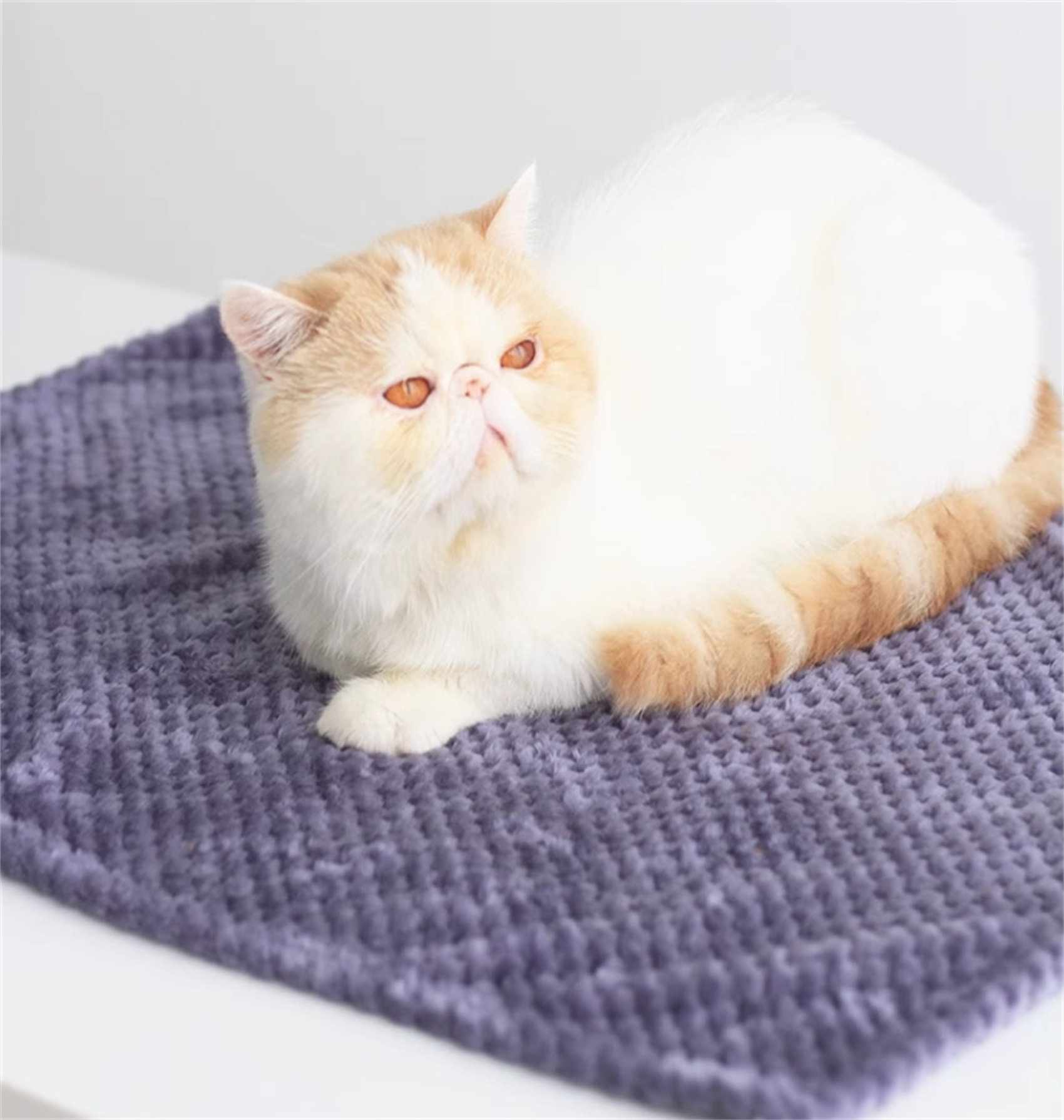 UMMA, LLC Flannel Pet Blanket | Wayfair