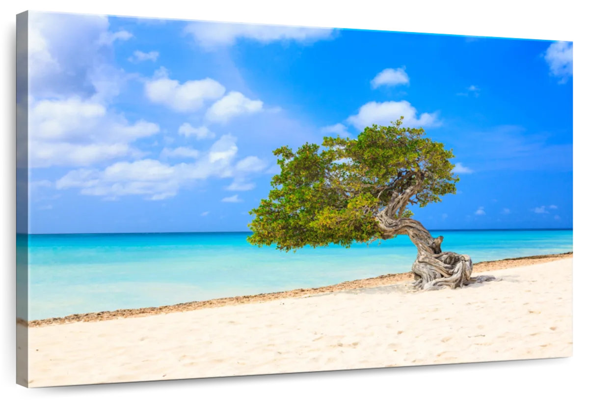 Beachcrest Home Gillard Lone Tree On Aruba Gillard | Wayfair