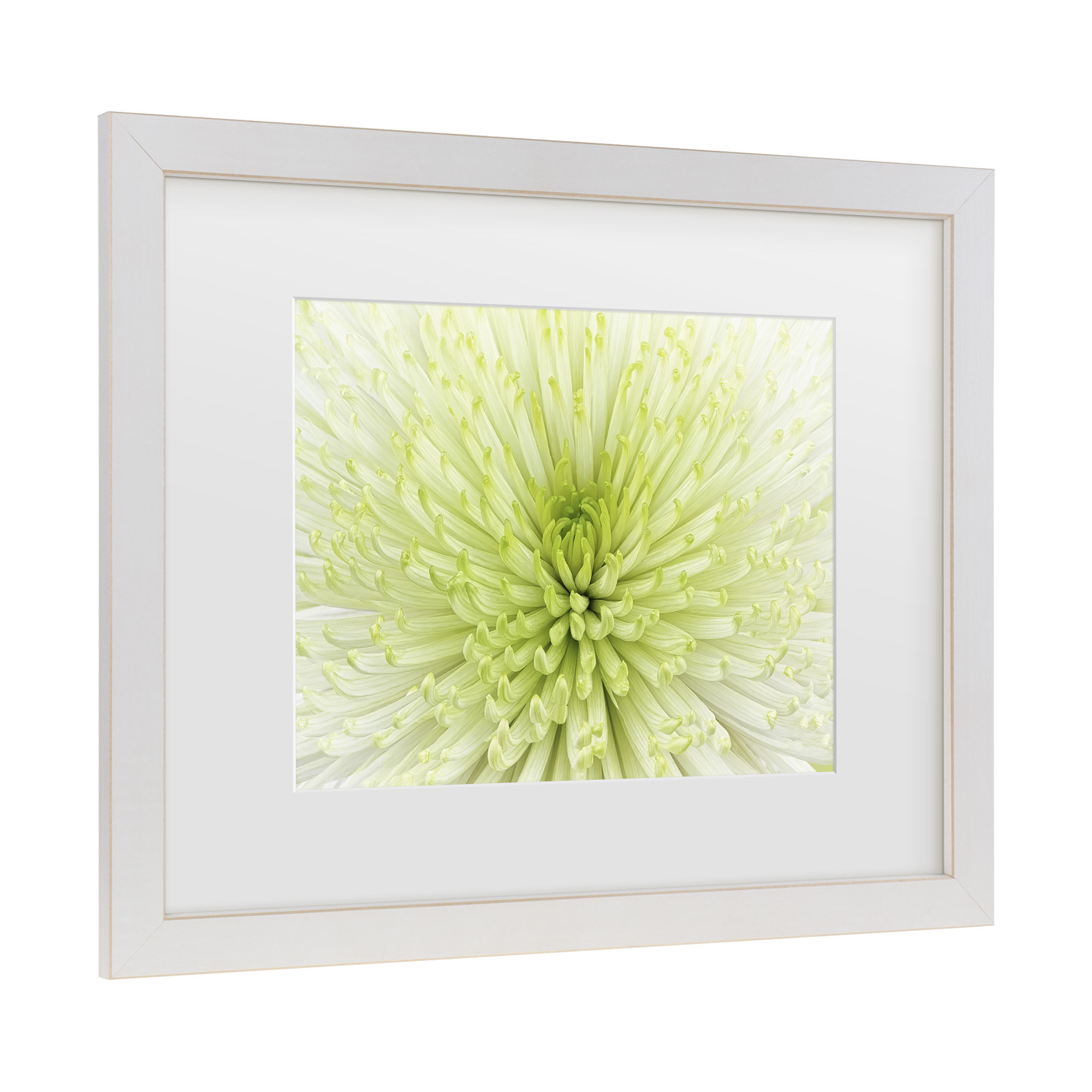 Latitude Run® Cora Niele 'Lime Light Spider Mum' Matted Framed Art ...