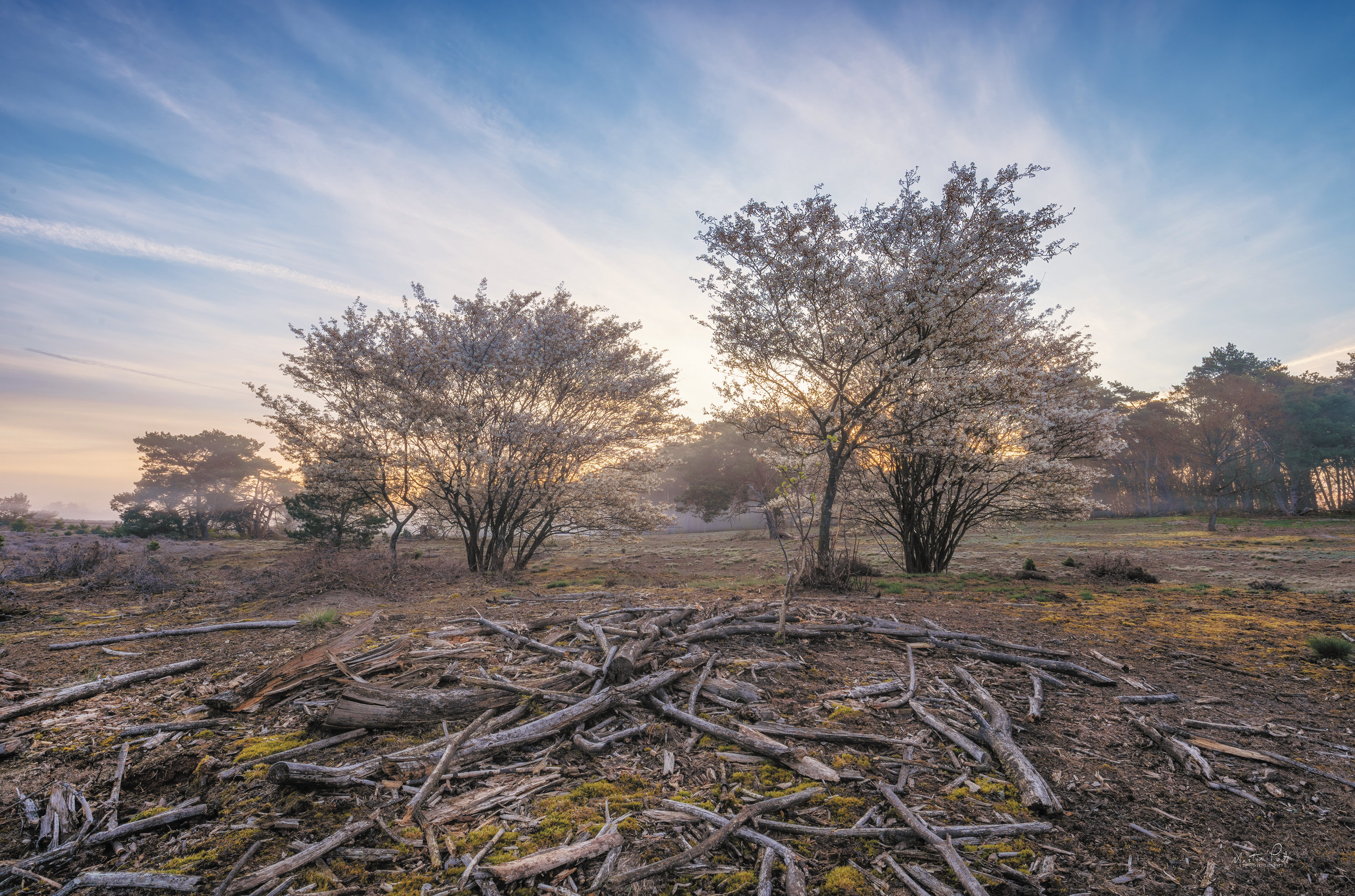 Ebern Designs Spring Bushes at Sunrise by Martin Podt - Print | Wayfair