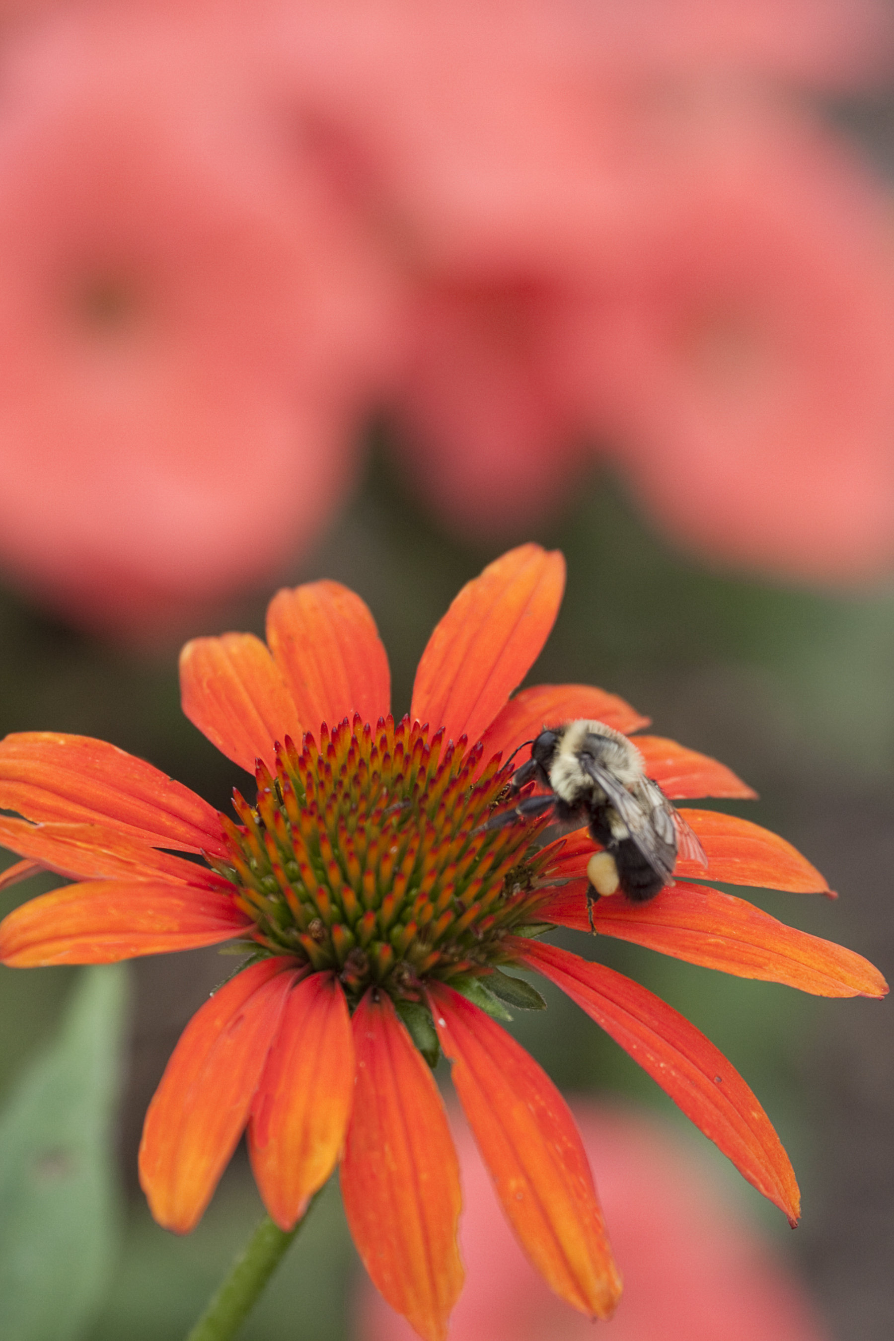 Hokku Designs Felishia " Coneflower " by Fourseasons44 | Wayfair