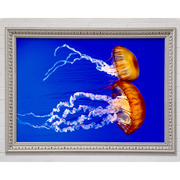 Bright Star Stunning Jellyfish - Single Picture Frame Art Prints ...