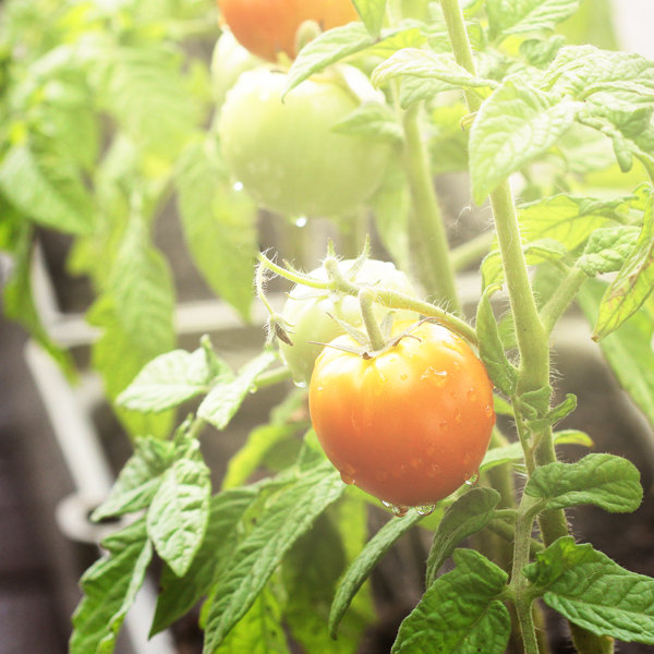 Miracle LED Tomato Grow Light Kit with Sproutmatic Timer | Wayfair