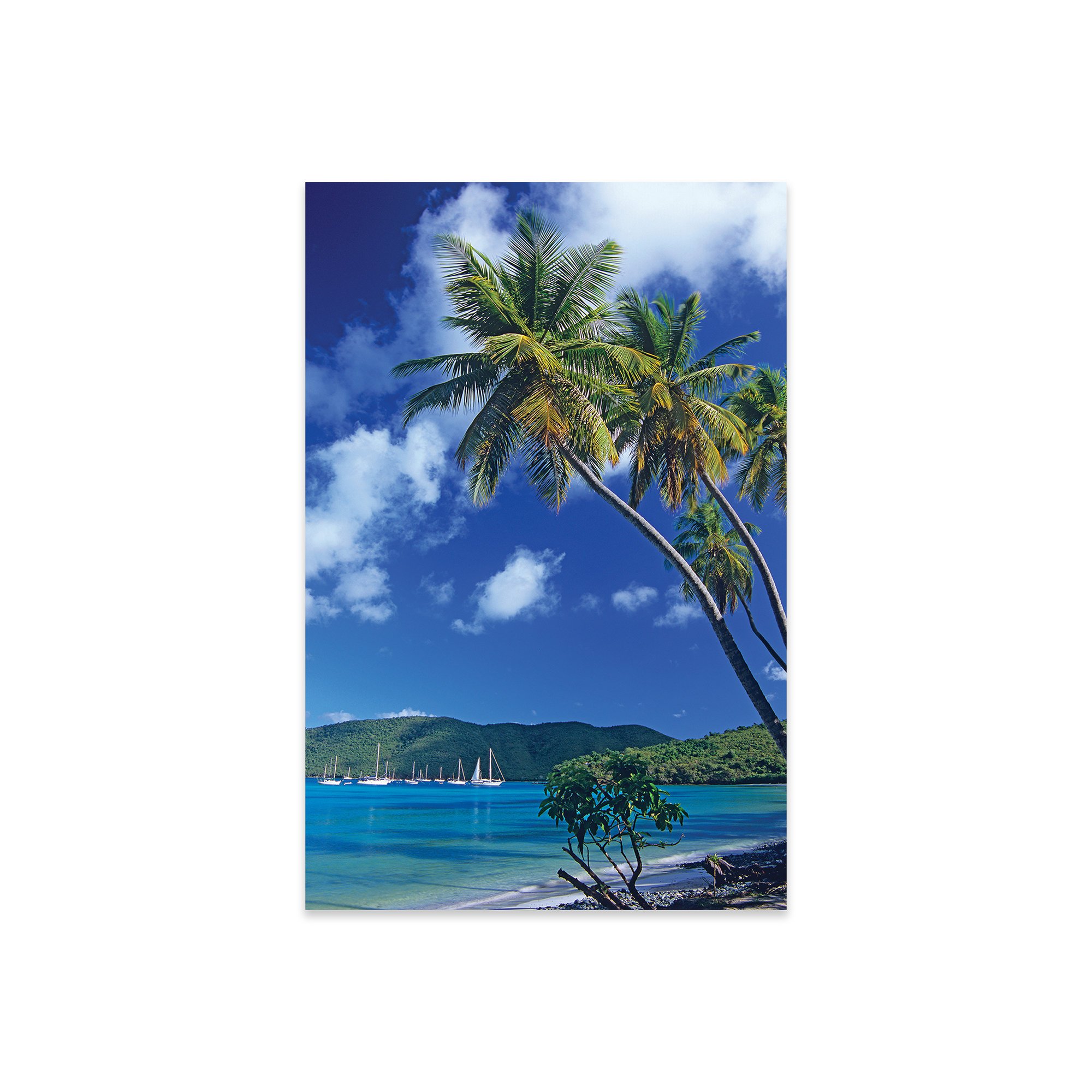 Bay Isle Home™ Arthers Palm Trees At Maho Bay, Virgin Islands On ...