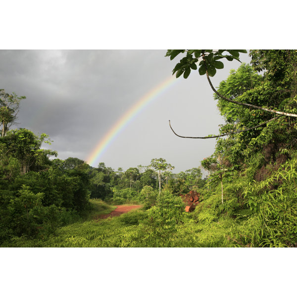 Millwood Pines Rainbow on the Rainforest by Pepitevoyage - Wrapped ...