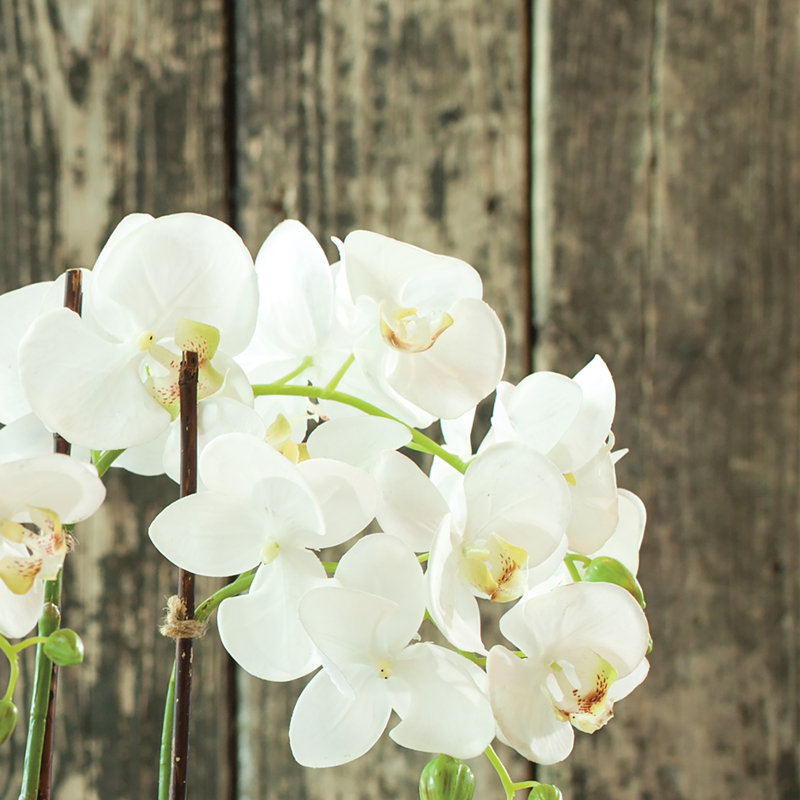 Napa Home and Garden Conservatory Orchid Drop-In & Reviews | Perigold