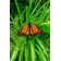 17 Stories Monarch Butterfly by Martin Leber - Wrapped Canvas Art ...