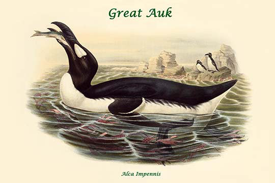Buyenlarge 'Alca Impennis Great Auk' by John Gould Graphic Art | Wayfair