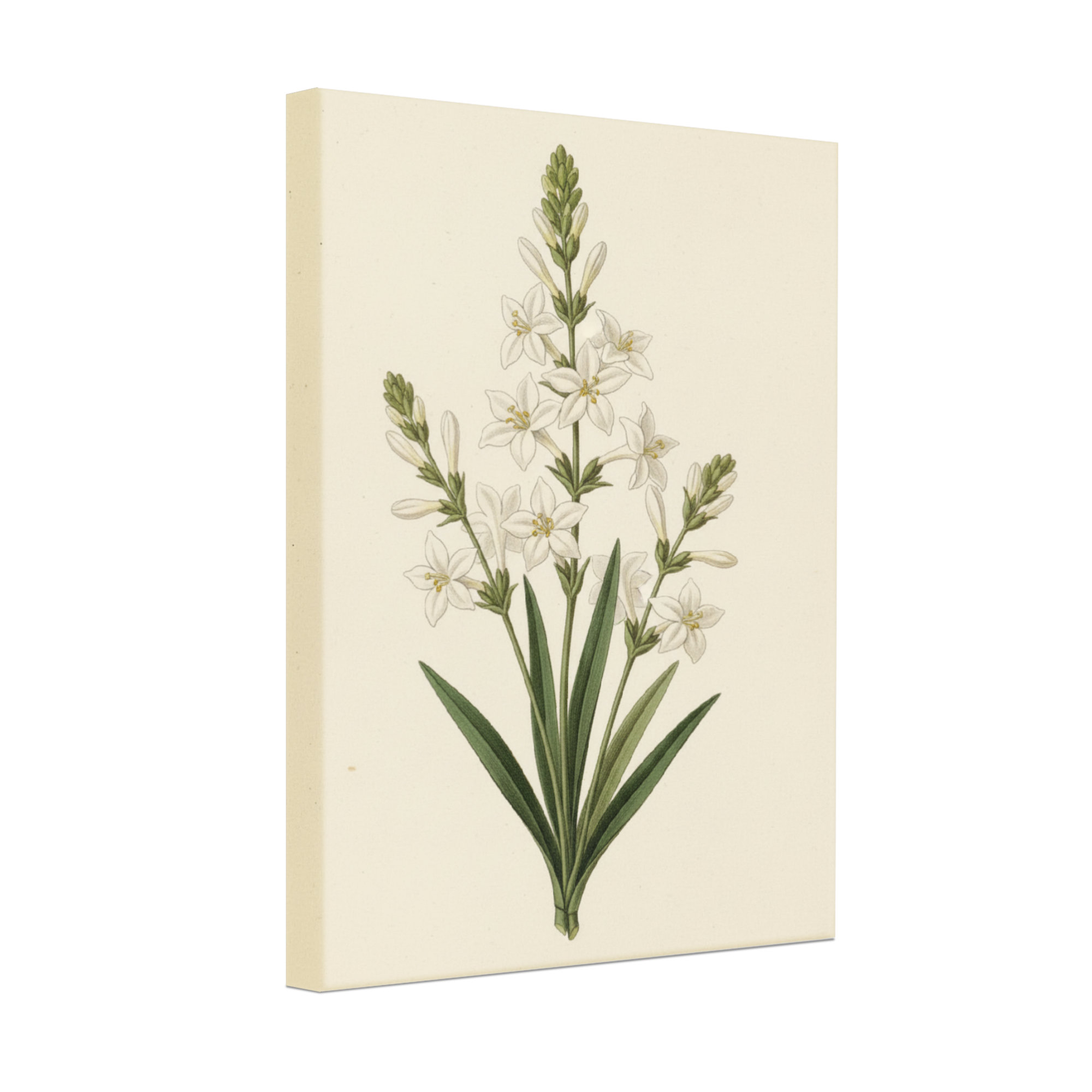 Canora Grey Plants & Flowers Flowers Leaves Botanical Print | Wayfair