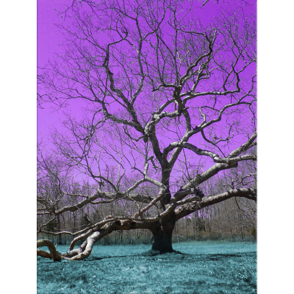 RFA Decor Larry Laslo Photograph 3 On Canvas by Larry Laslo Print | Wayfair