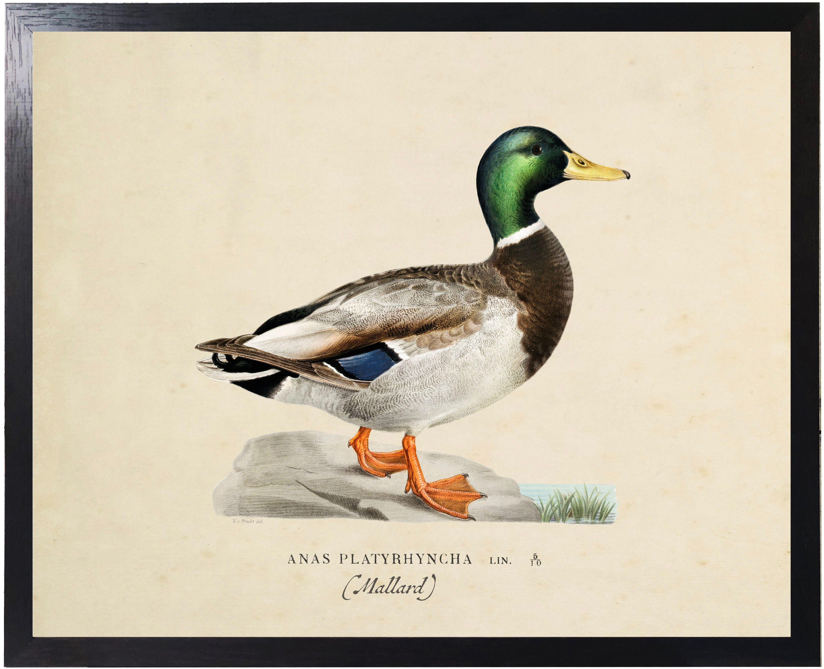 August Grove® Vintage Male Mallard Duck Framed On Paper Print | Wayfair