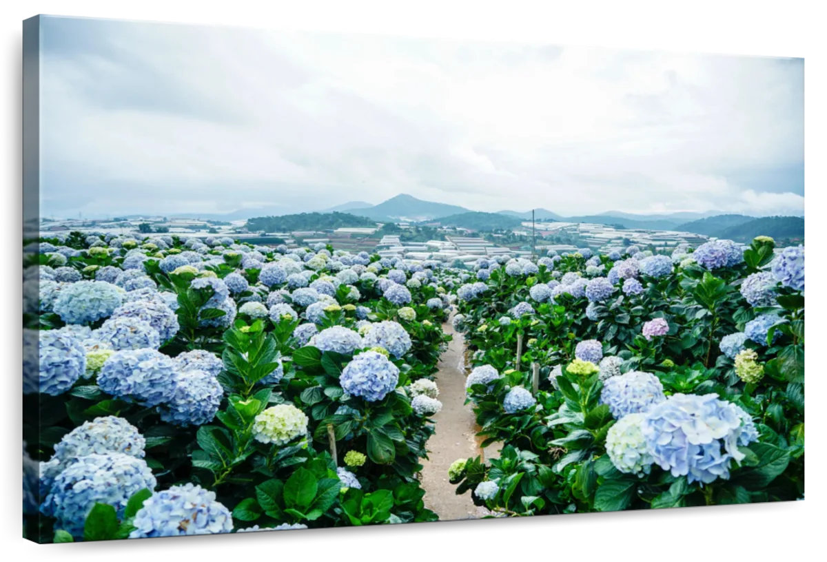 Millwood Pines Alvord Hydrangea Farm | Wayfair