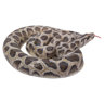 Hi-Line Gift Ltd. CURLED UP PYTHON STATUE | Wayfair